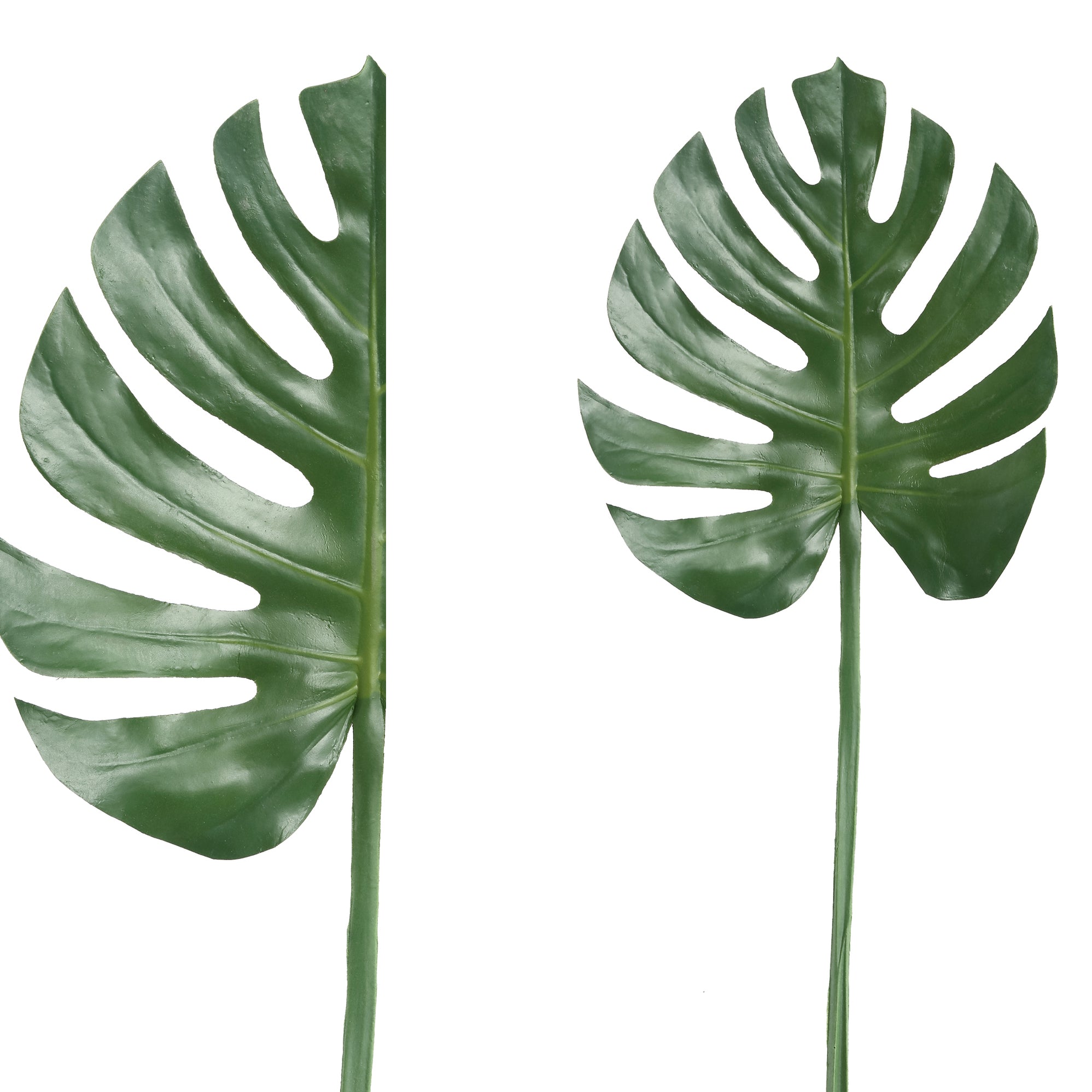 Monstera leaf – Hello Flora